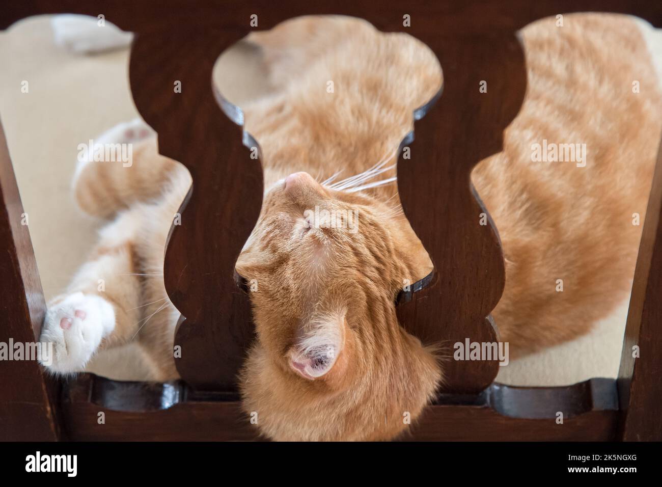 Home cat © Wojciech Strozyk / Alamy Stock Photo Stock Photo - Alamy