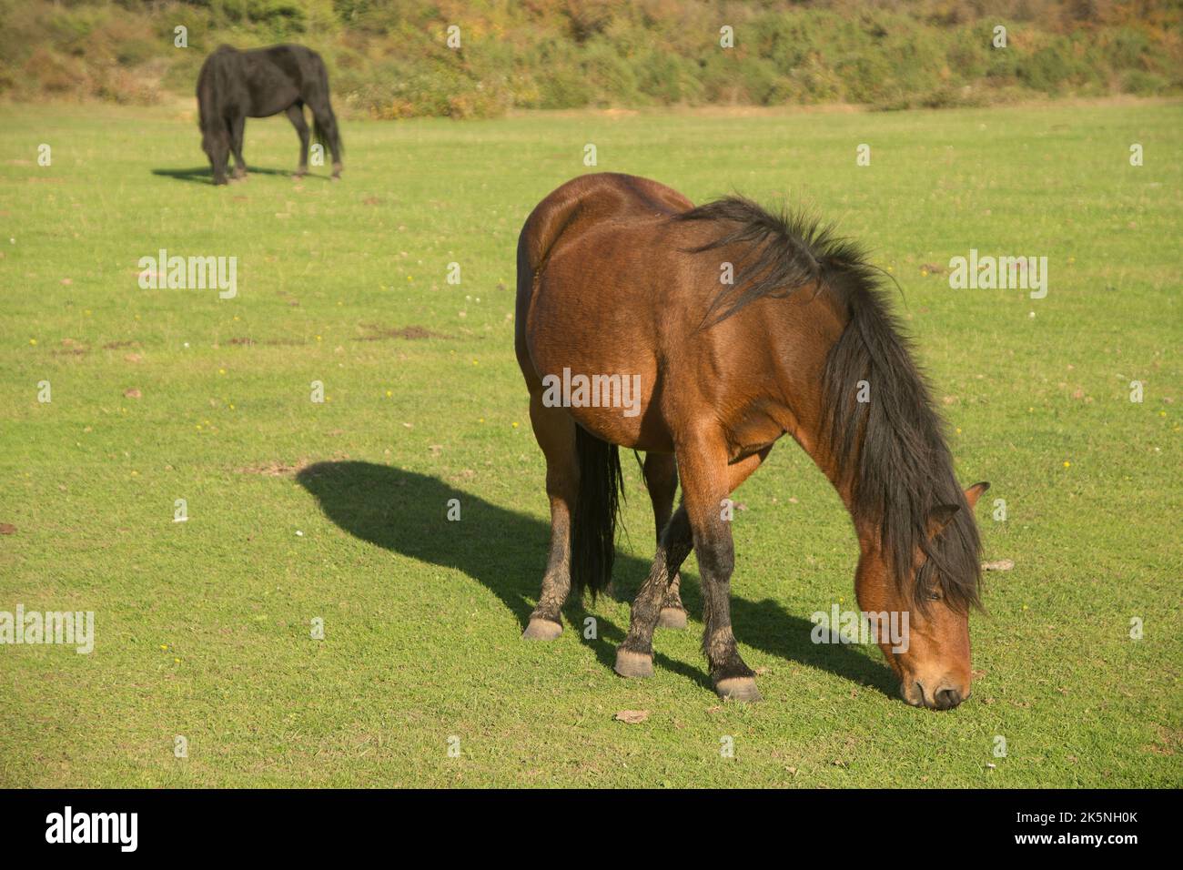 New Forest Ponies pony Stock Photo - Alamy