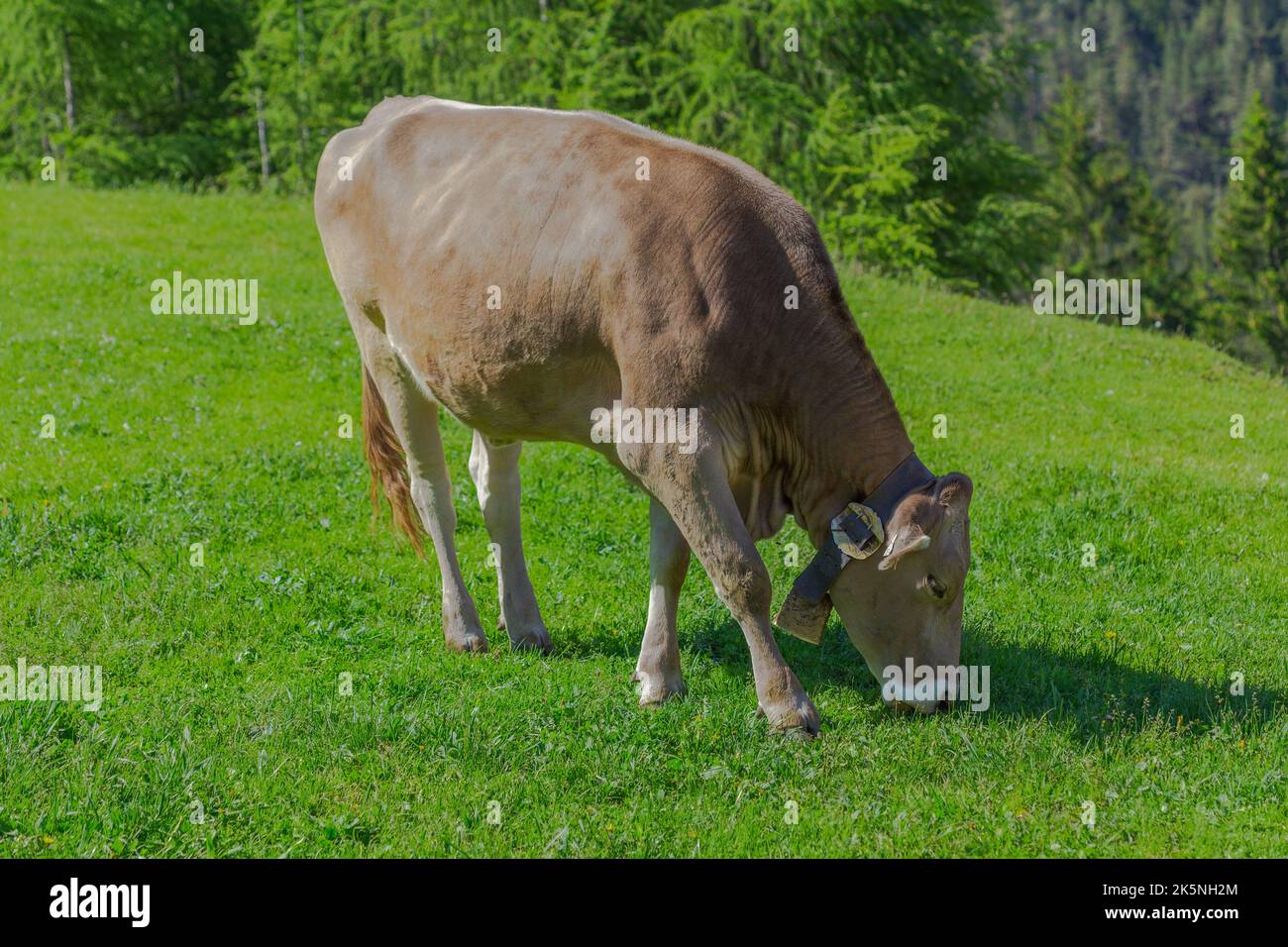 a cow basking in the sun on the alpine meadow in the apls, germany ...