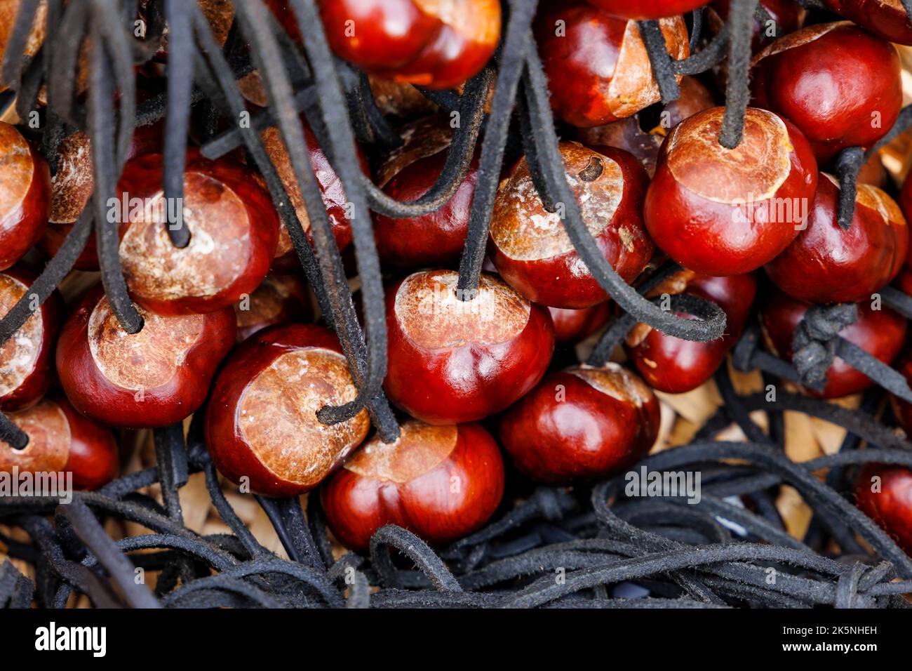 Southwick, England. 9 October, 2022. Conkers or Horse Chestnuts which ...