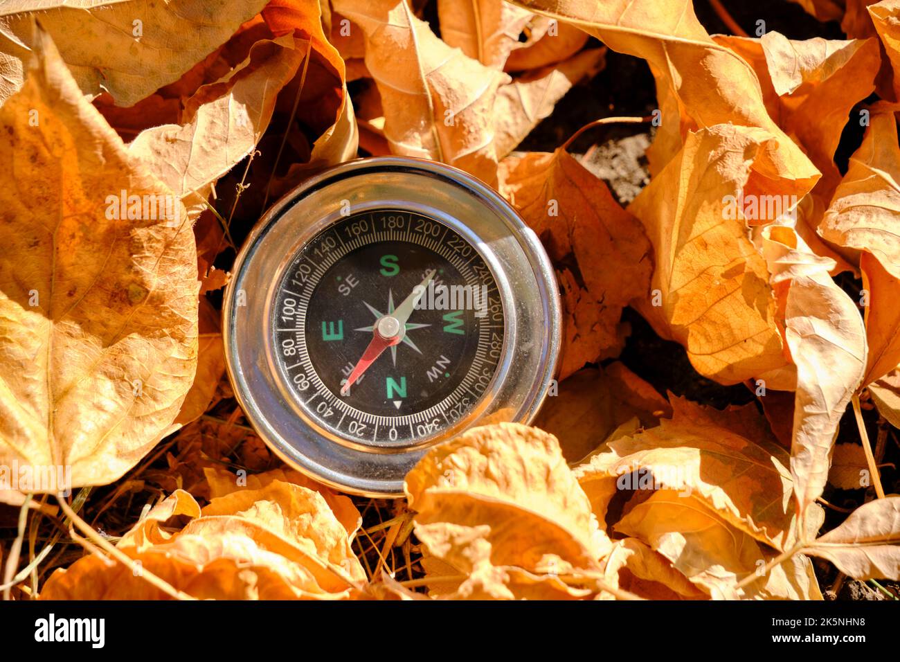 Compass lying in yellow autumn foliage.Concept recreation, travel, and ...