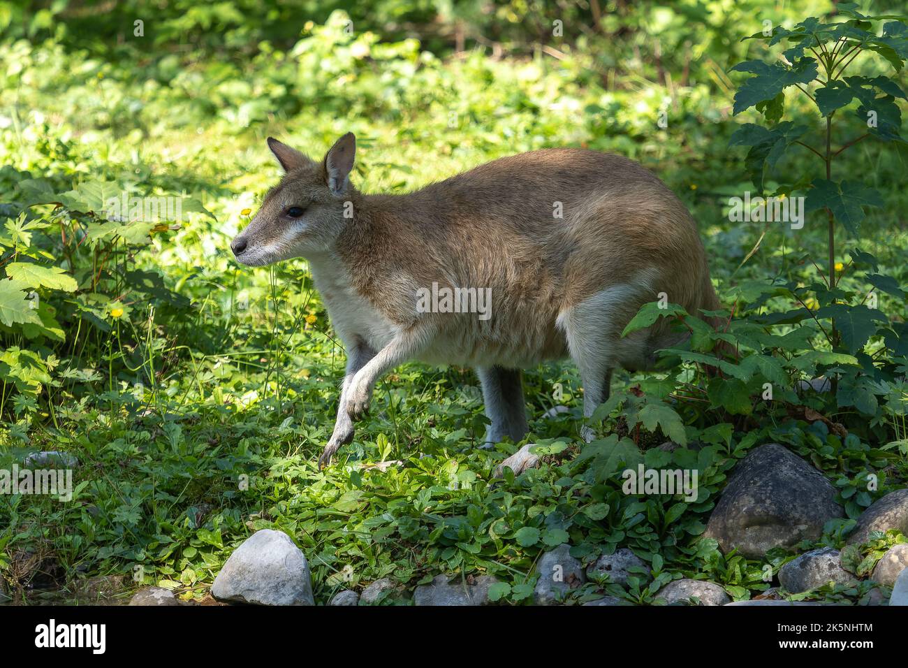 The agile wallaby, Macropus agilis also known as the sandy wallaby is a ...