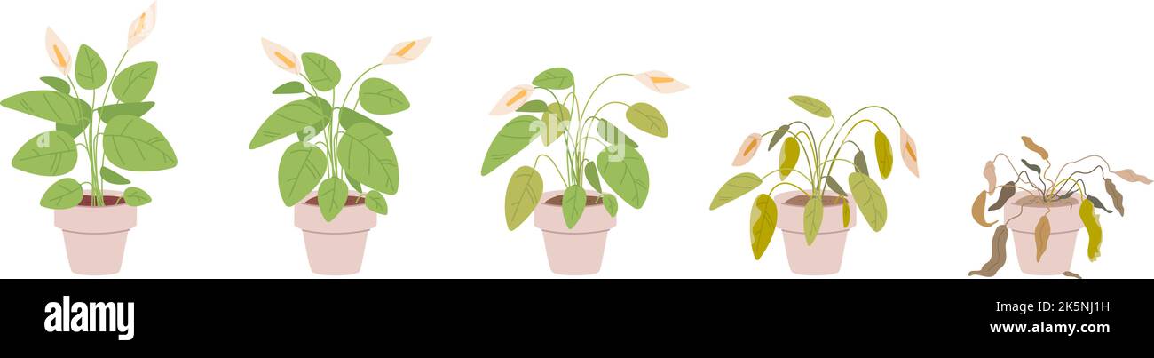 Fading houseplant. Flower house plant withering phases or growing stage ...