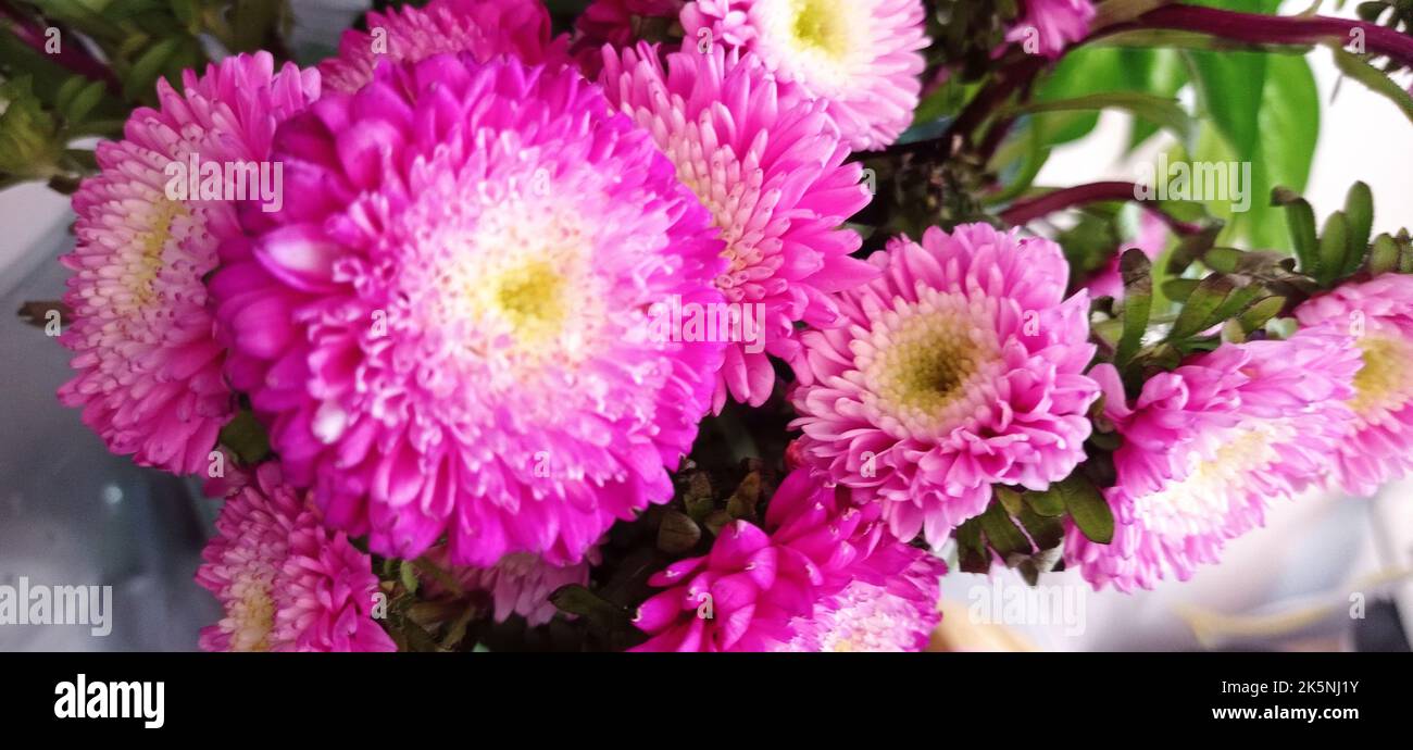 Composition de fleurs hi-res stock photography and images - Alamy
