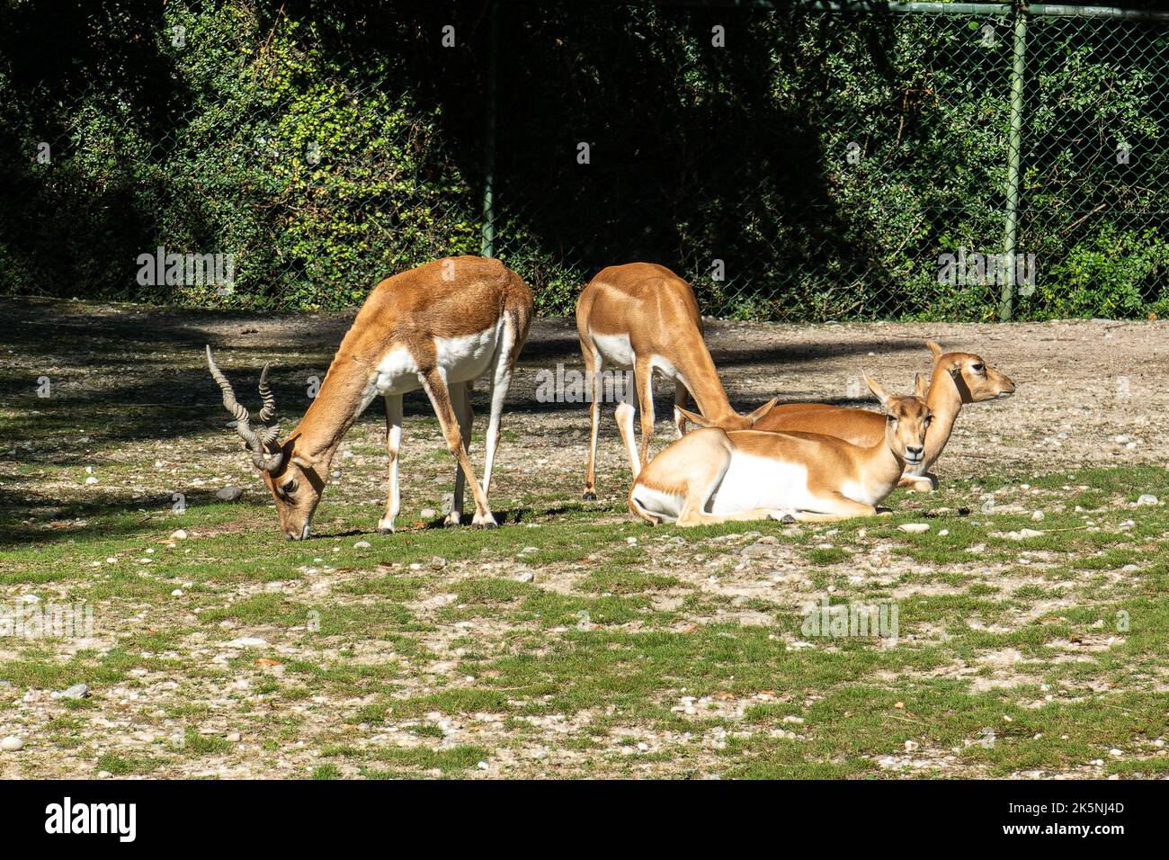 Indian Blackbuck, Antelope cervicapra or Indian antelope. The blackbuck ...