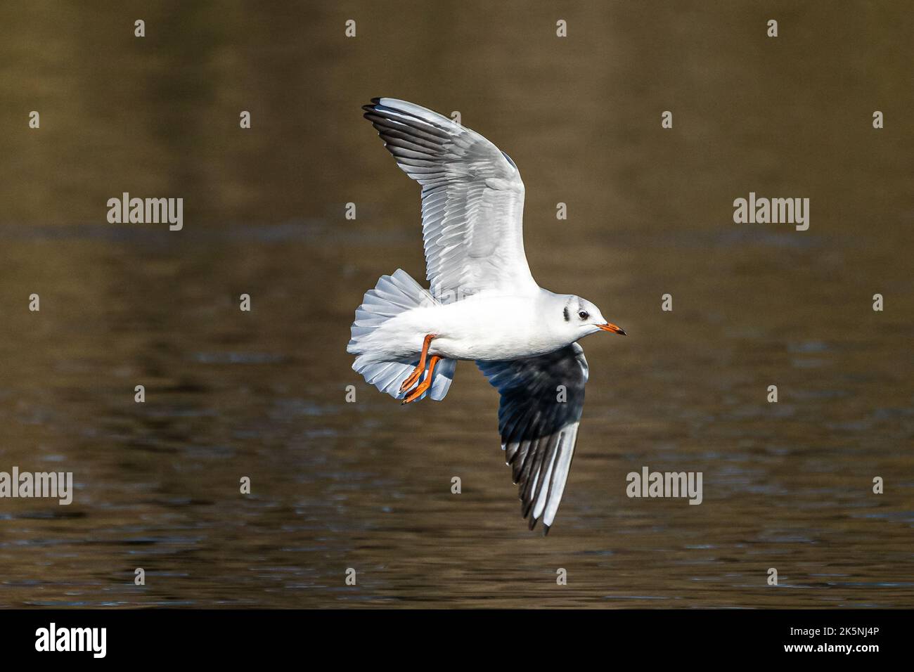 The European Herring Gull, Larus argentatus is a large gull, One of the ...