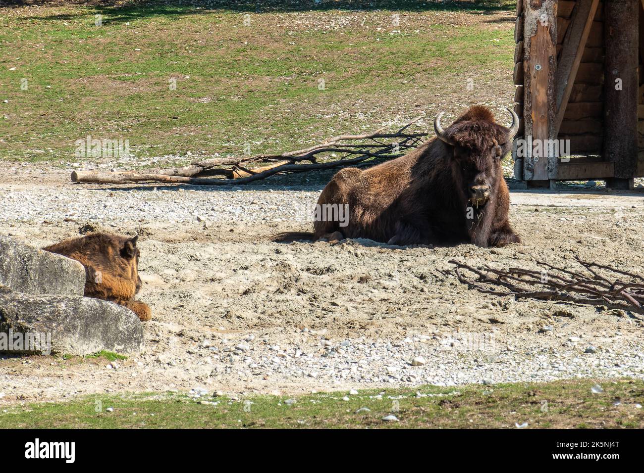 Family of American bison or simply bison, also commonly known as the ...