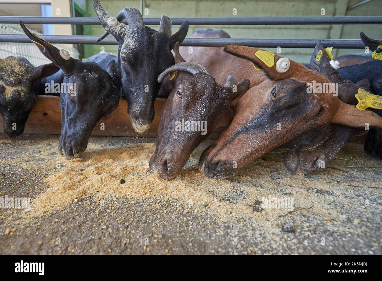 Goats on the farm eating dry food Stock Photo - Alamy