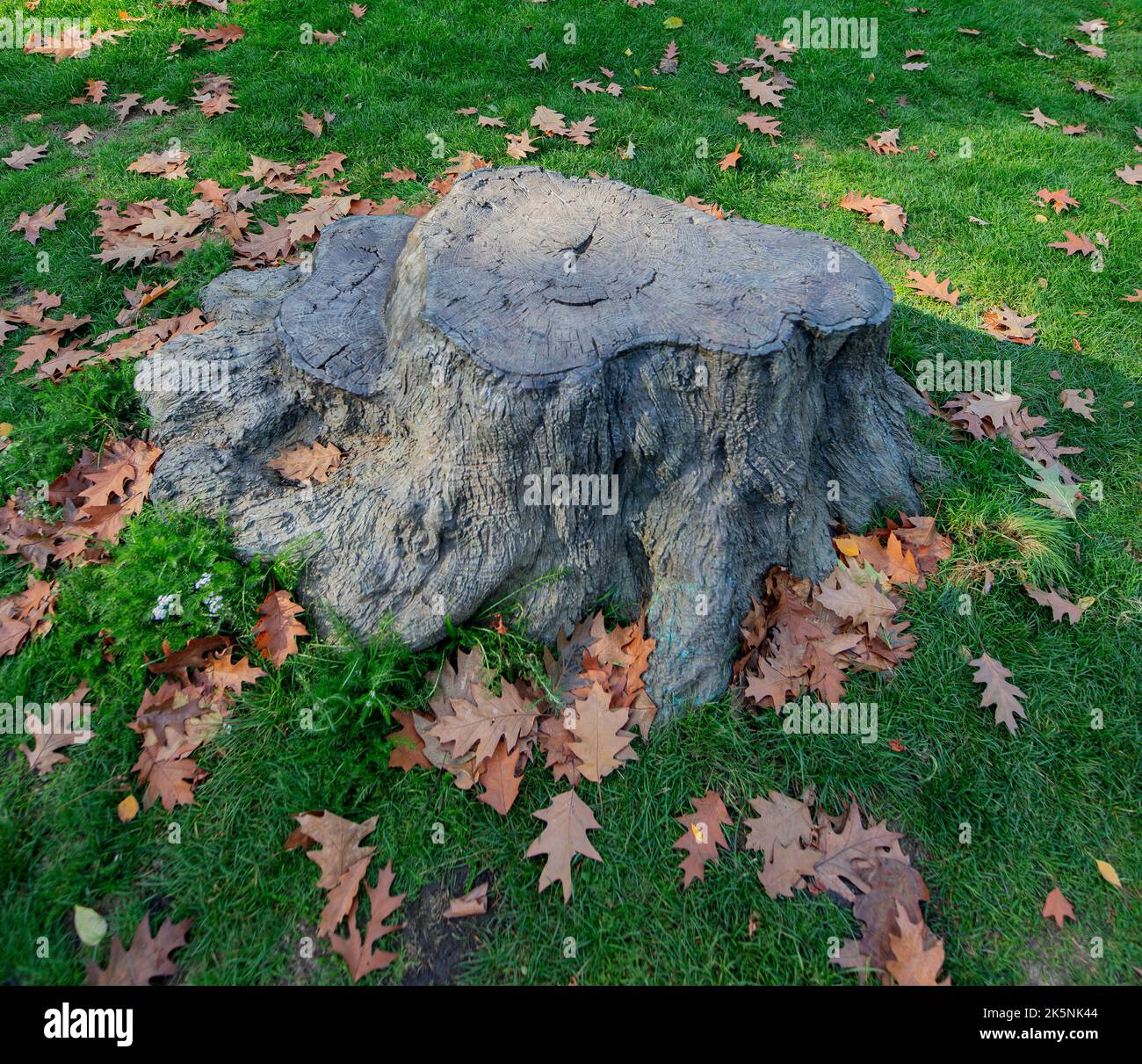 Bronze oak grove hi-res stock photography and images - Alamy