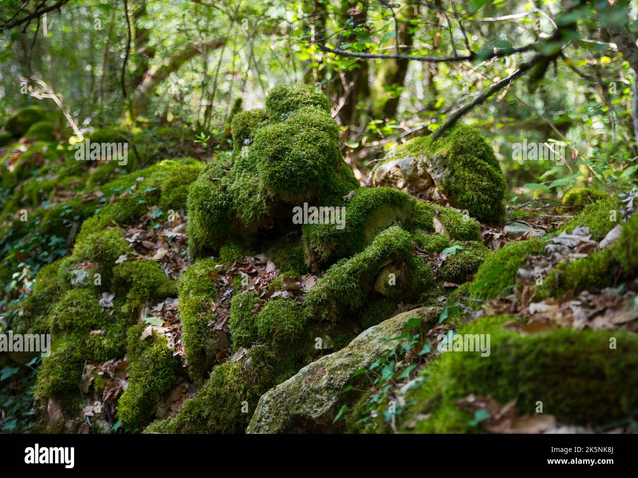 green forest moss on the ground in nature Stock Photo - Alamy