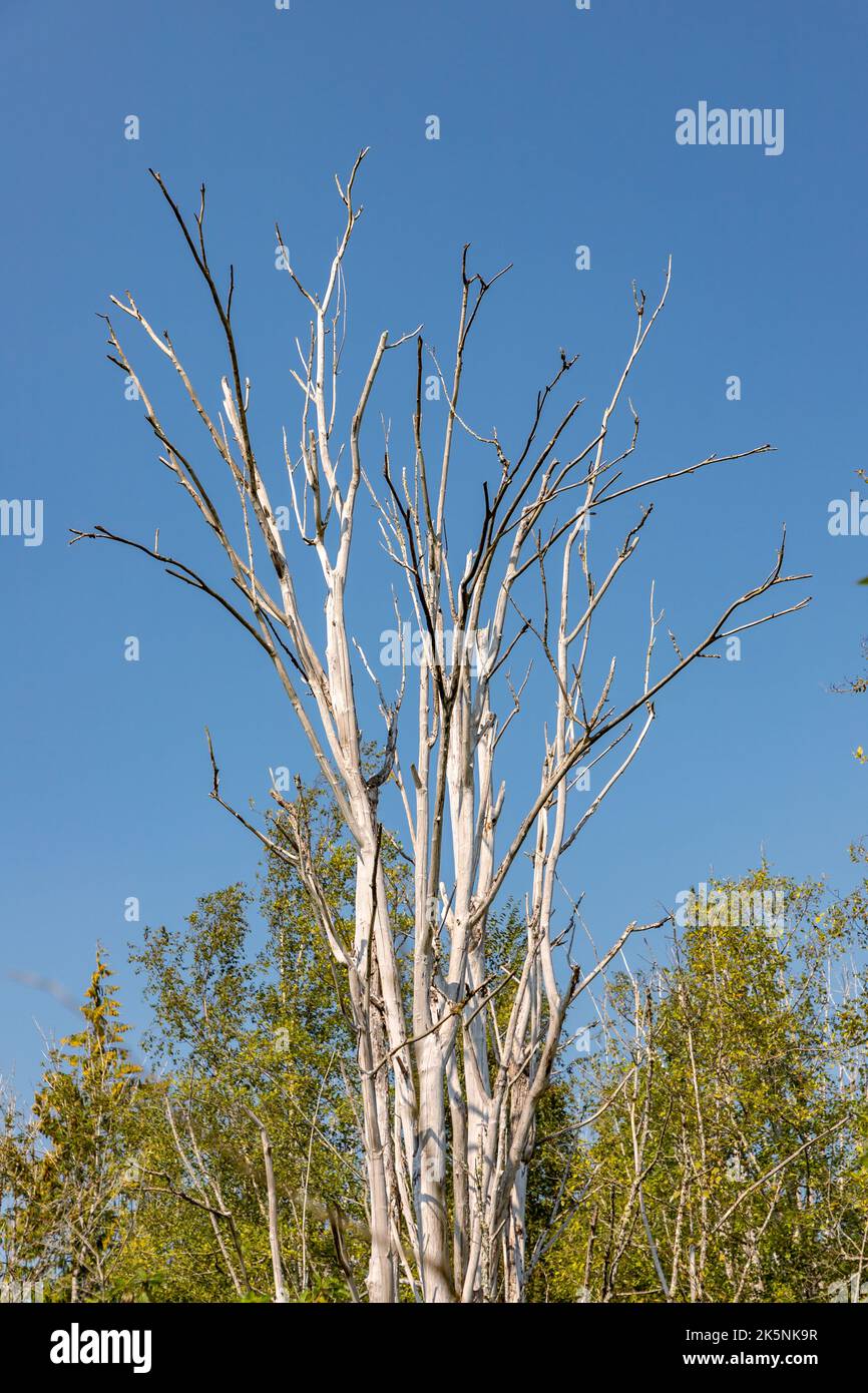 Old, dead poplar tree in Cascade Mountains in Washington State Stock ...