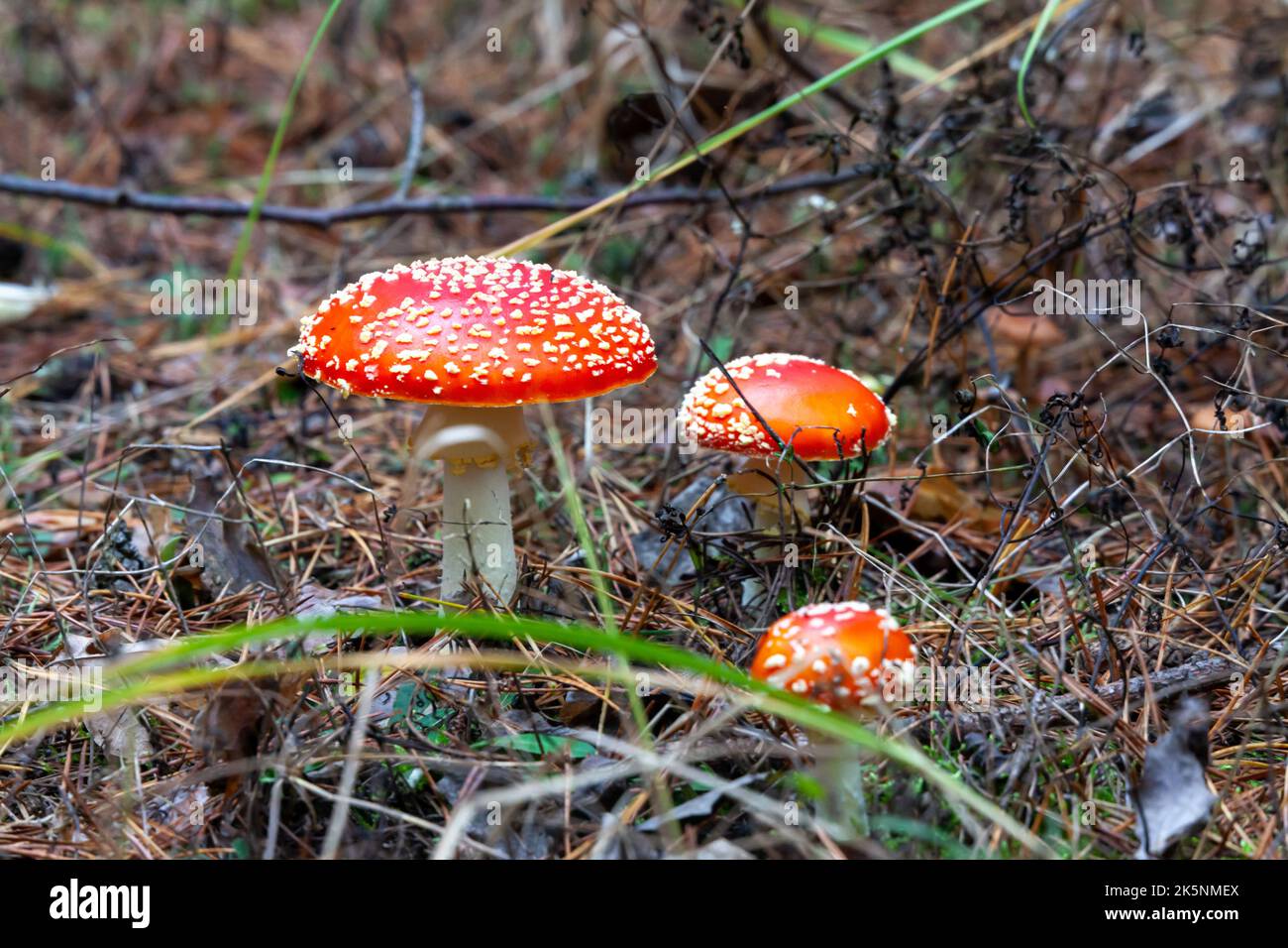 Poisonous mushrooms in the forest in October Stock Photo - Alamy