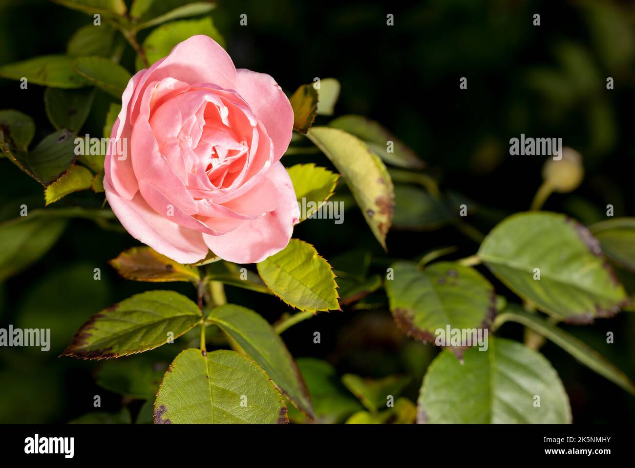 Sweet light pink tea rose with blurred background in the day light ...