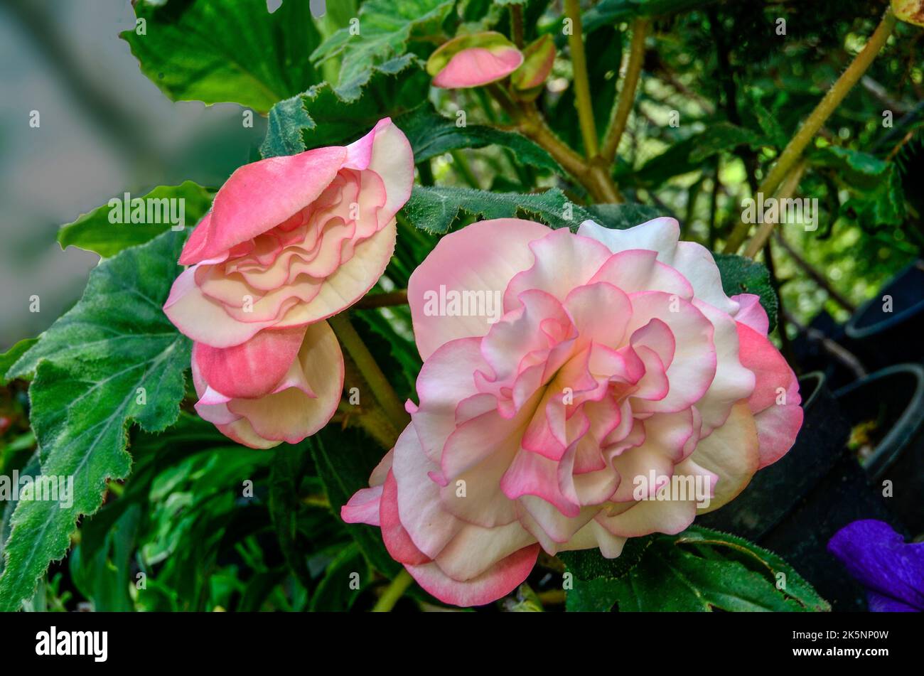 Begonia hybrid hi-res stock photography and images - Alamy