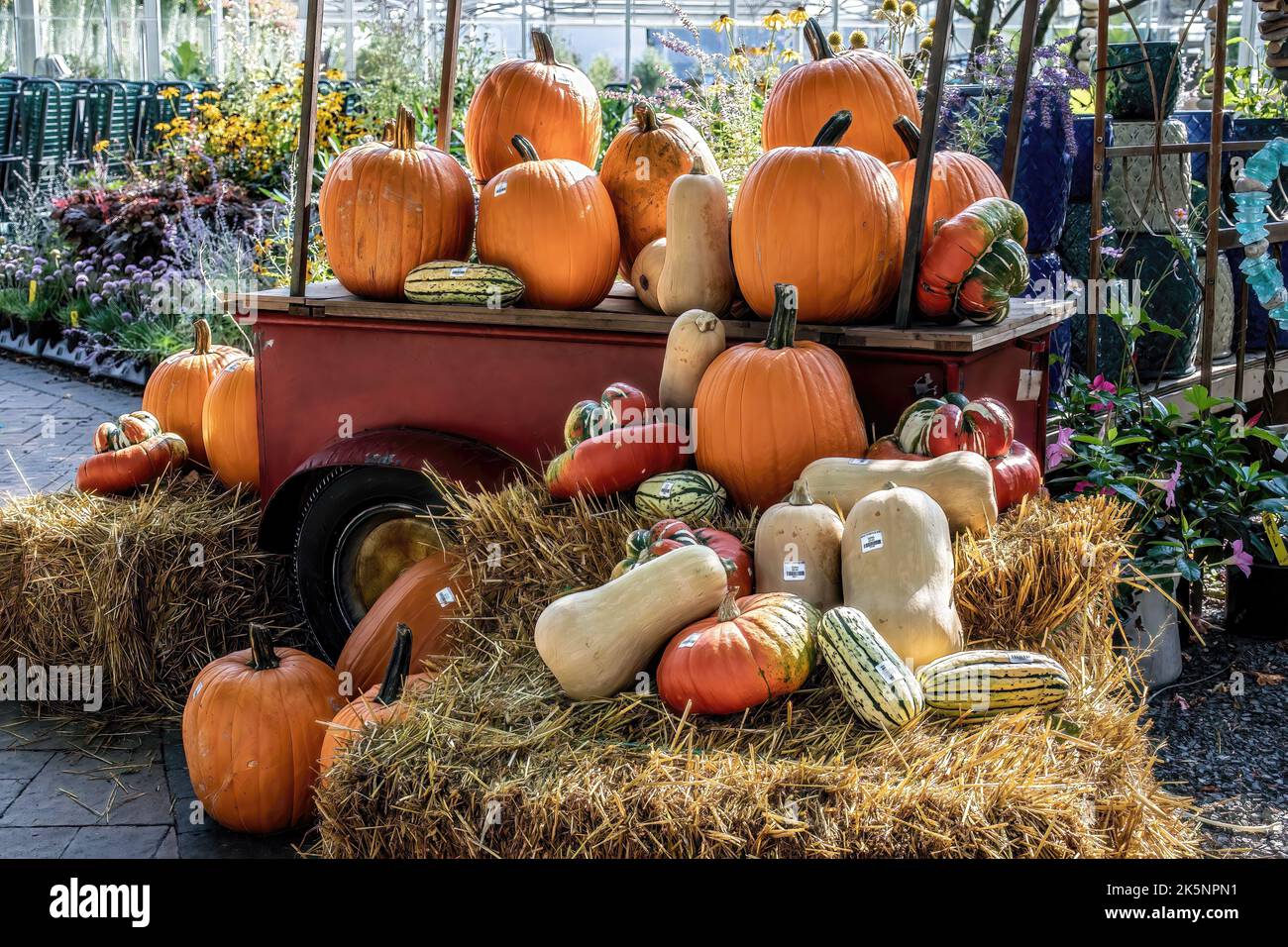 Fall display of pumpkins and winter squash on a late summer day at ...