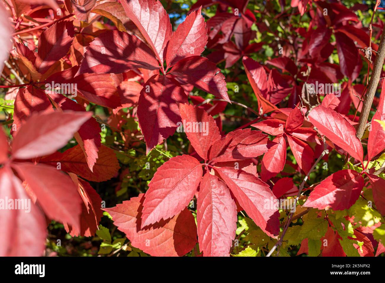 Virginia creeper (Parthenocissus quinquefolia) in vibrant fall color on ...