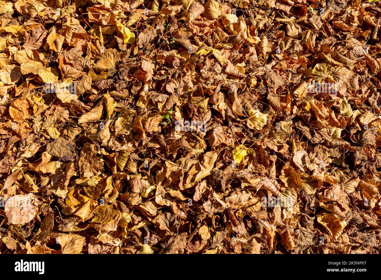 Foliage pile hi-res stock photography and images - Alamy