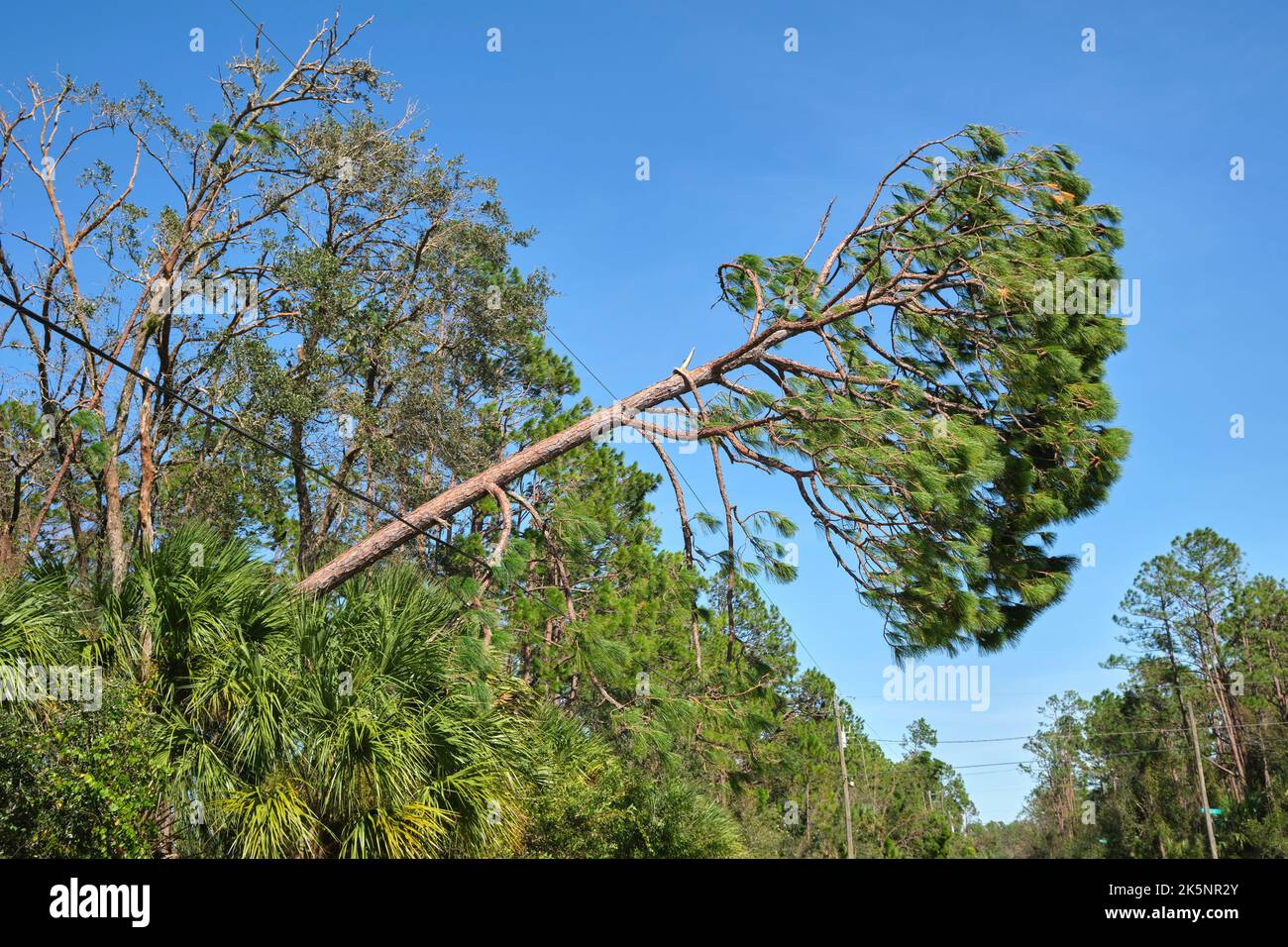 Fallen down big tree on power and communication lines after hurricane ...