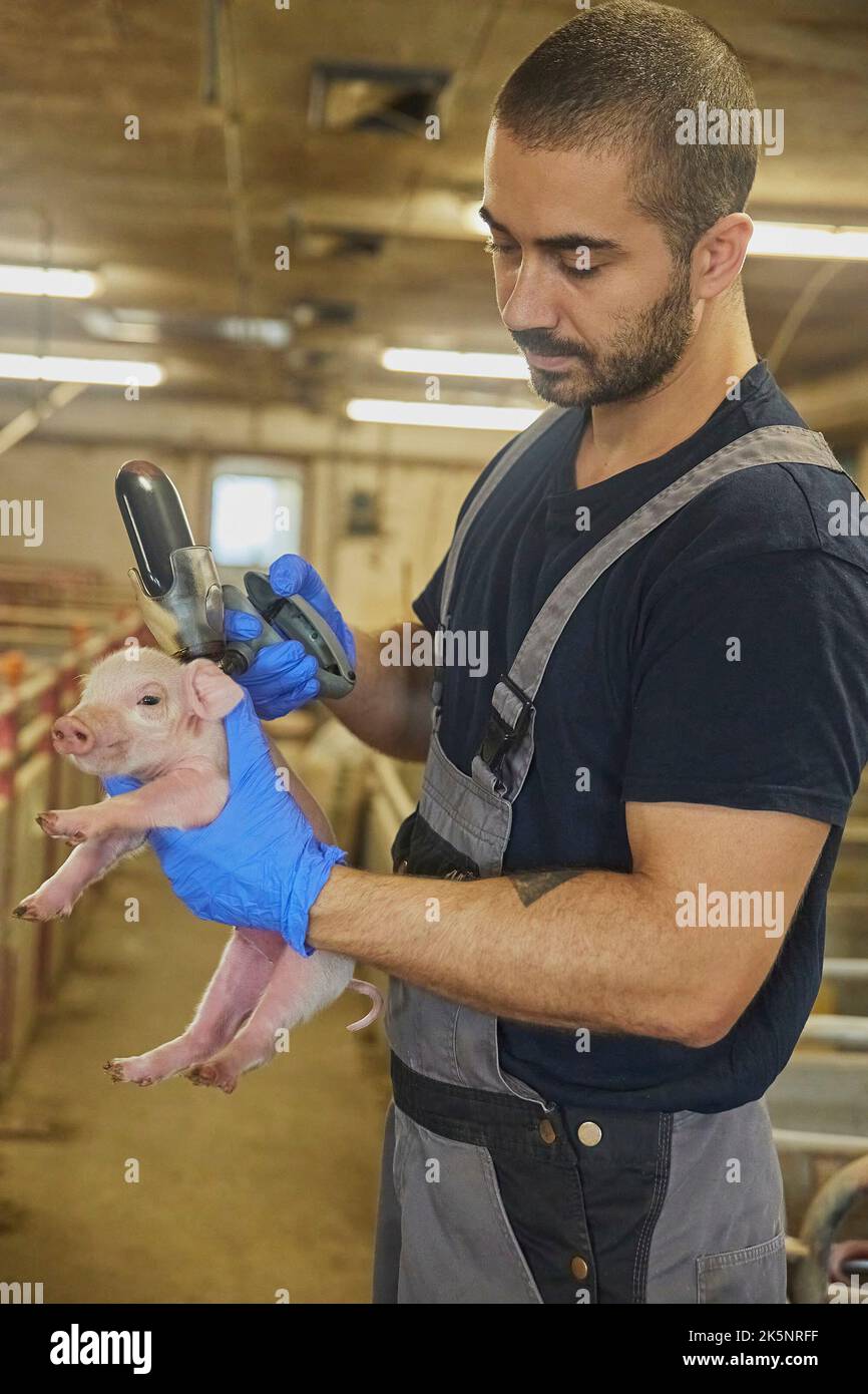 Farm worker gives a newborn piglet an iron injection Stock Photo - Alamy