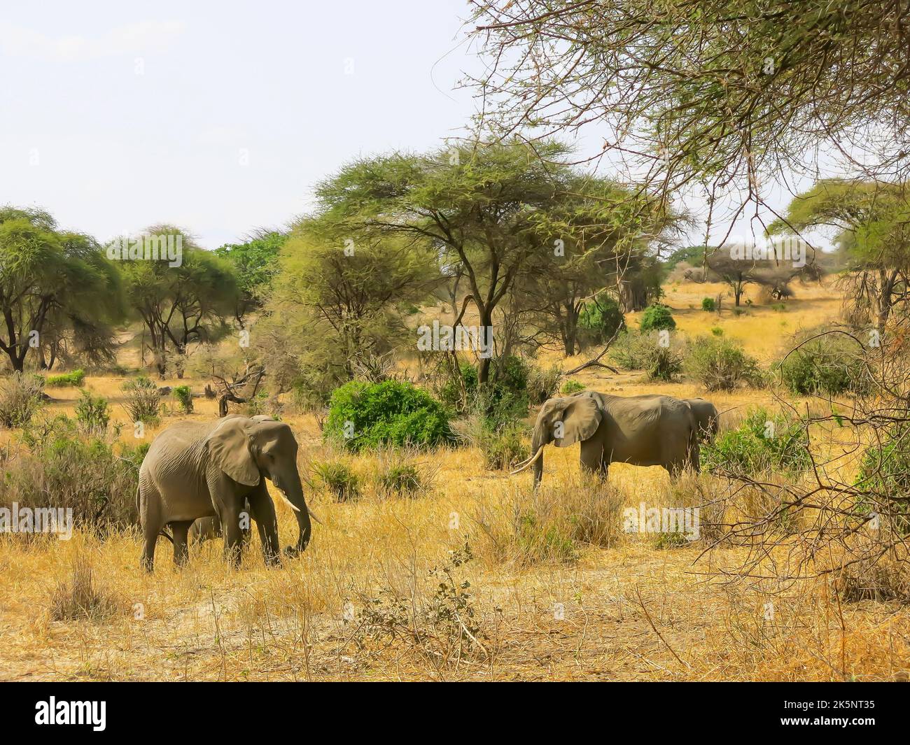 Elephant Family Group in Tarangire National Park, Tanzania, East Africa ...
