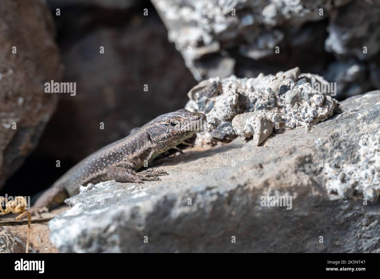 Headshot of a Madeiran wall lizard (Teira dugesii) on a rock, picture ...