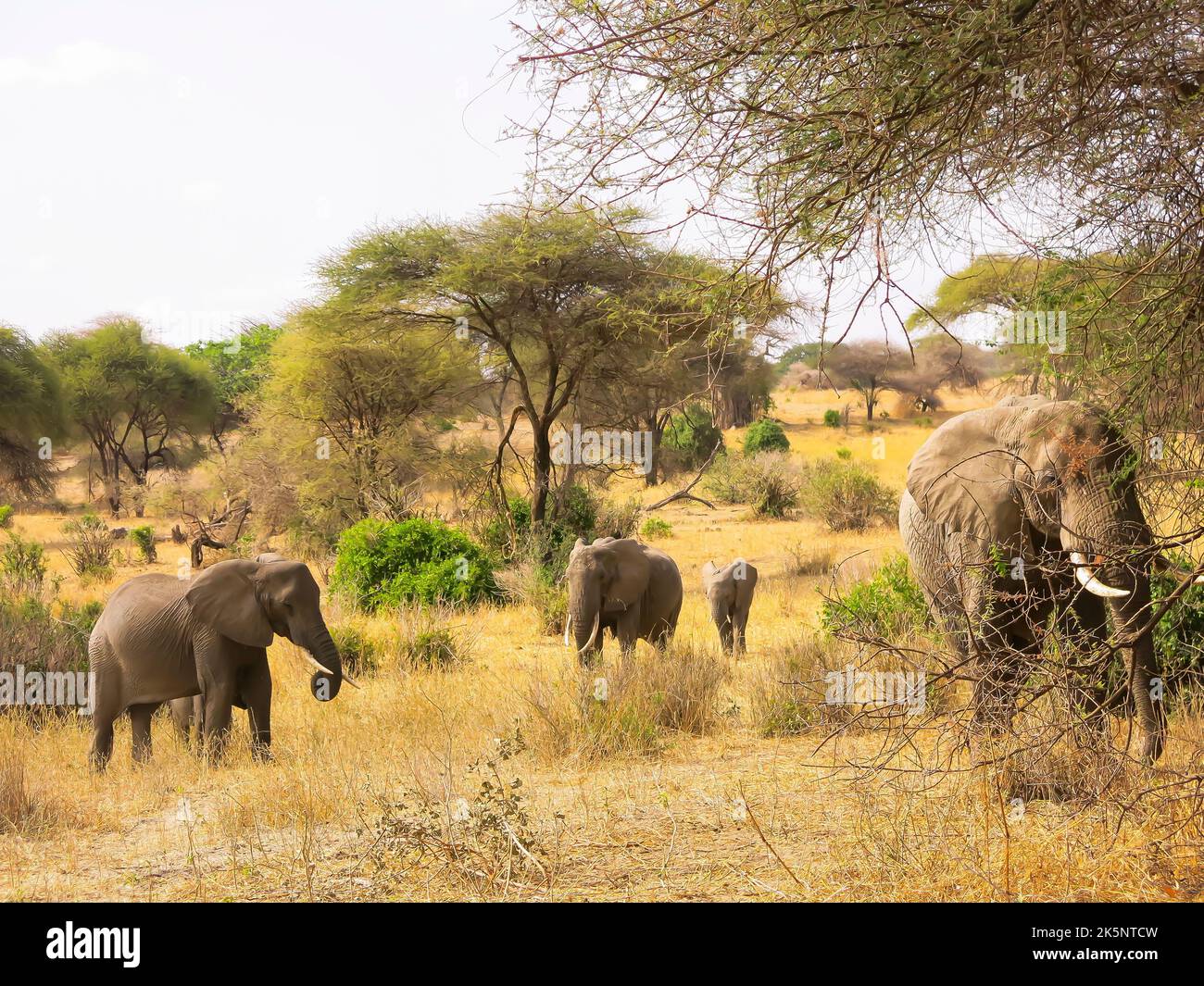 Elephant Family Group in Tarangire National Park, Tanzania, East Africa ...
