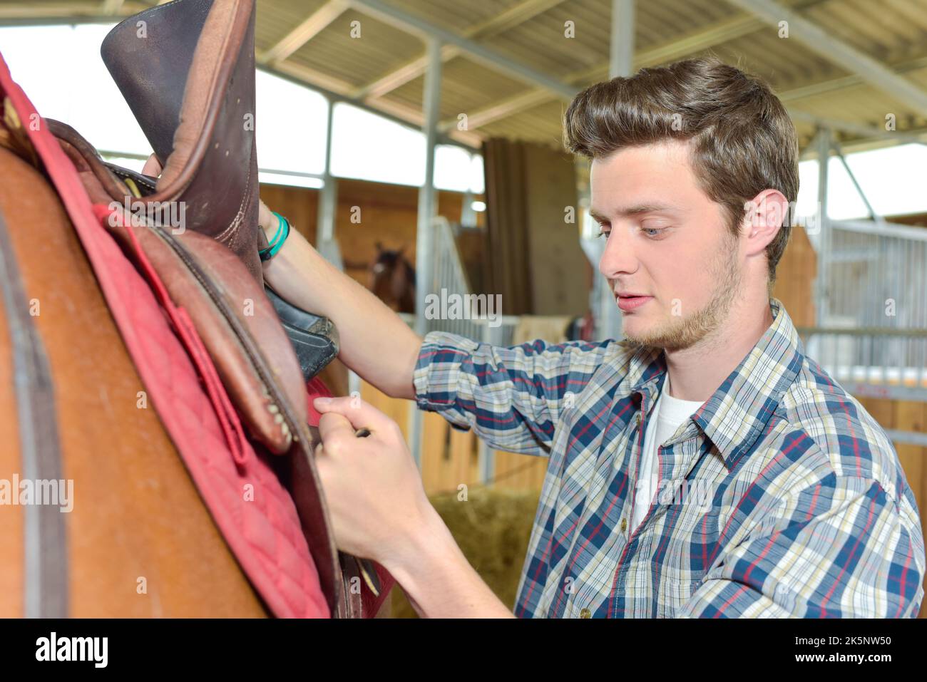 Man securing strap on saddle Stock Photo - Alamy