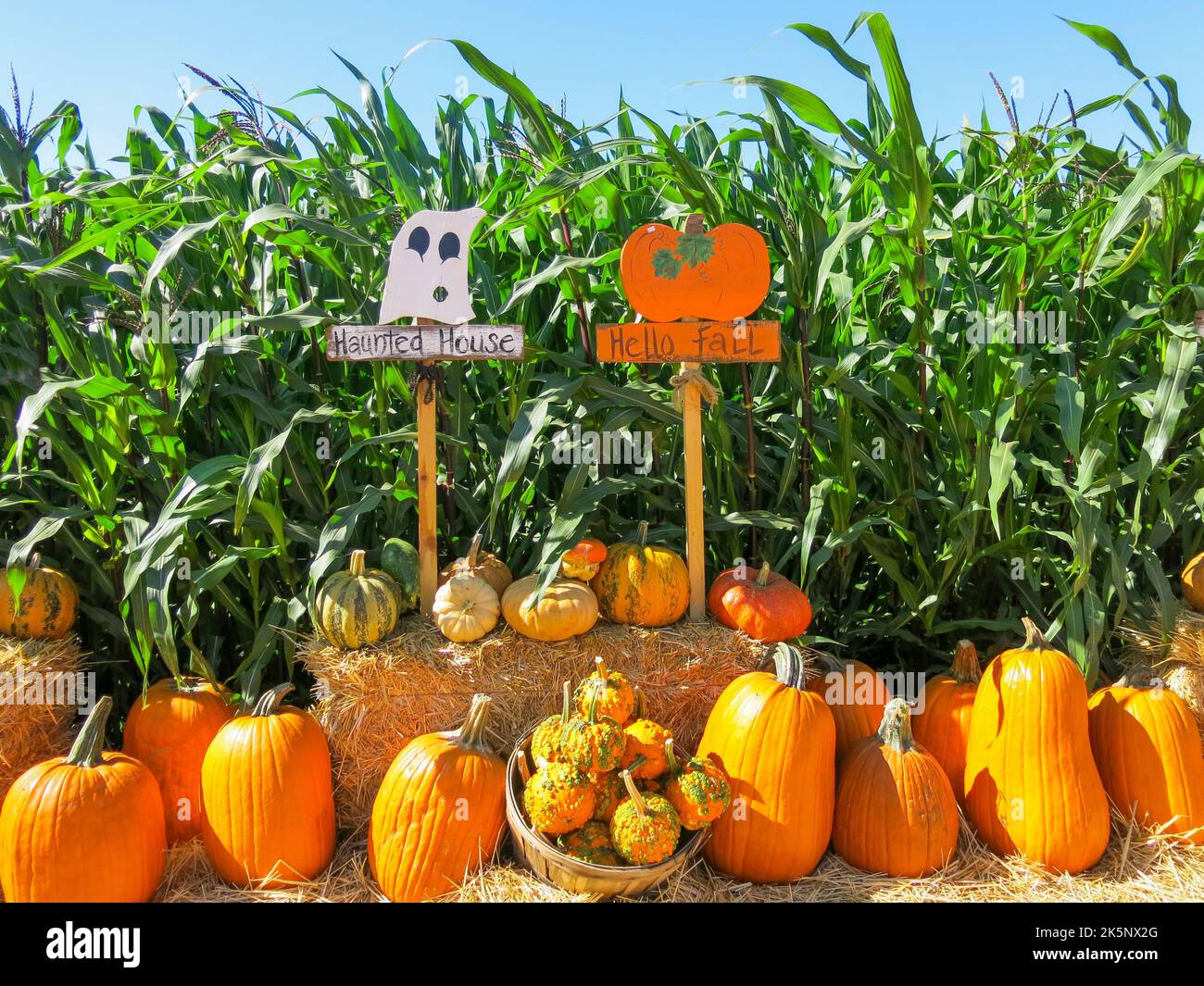 Halloween Display at Pumpkin Patch Stock Photo - Alamy