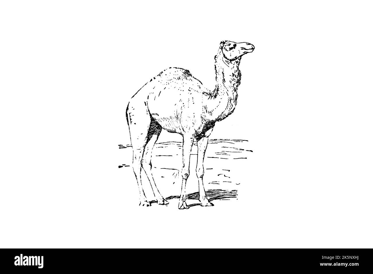 Camel – 1910s Vintage Illustration Stock Photo - Alamy
