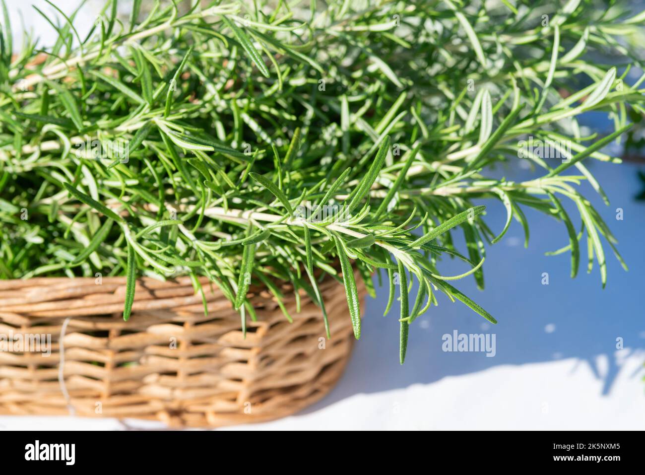 Rosemary Herb, Rosmarinus Officinalis Stock Photo - Alamy