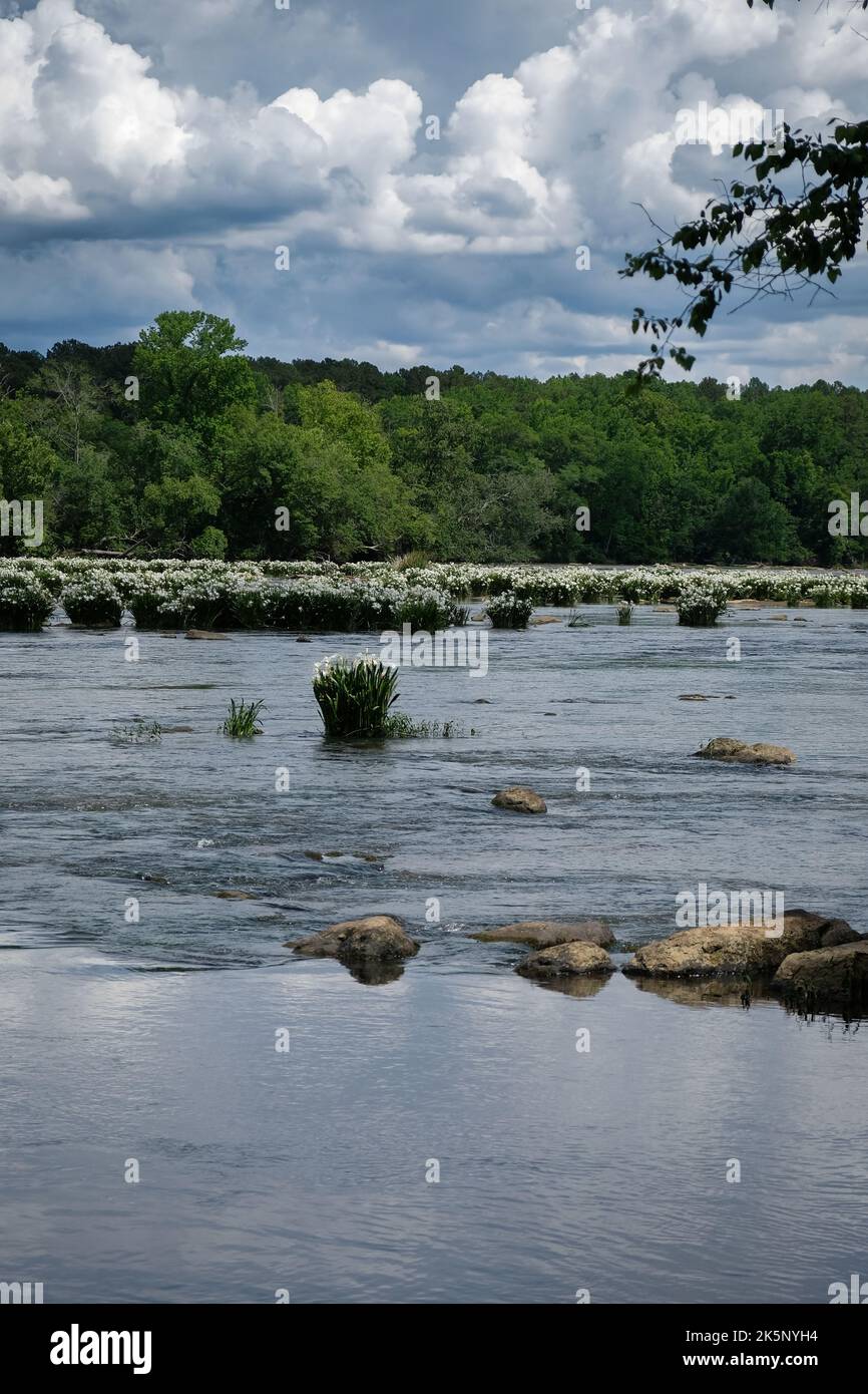 Catawba river spider lily hi-res stock photography and images - Alamy