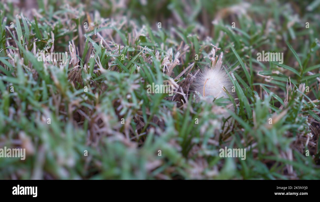 Virginia Tiger Moth almost hidden in turf in macro view Stock Photo - Alamy