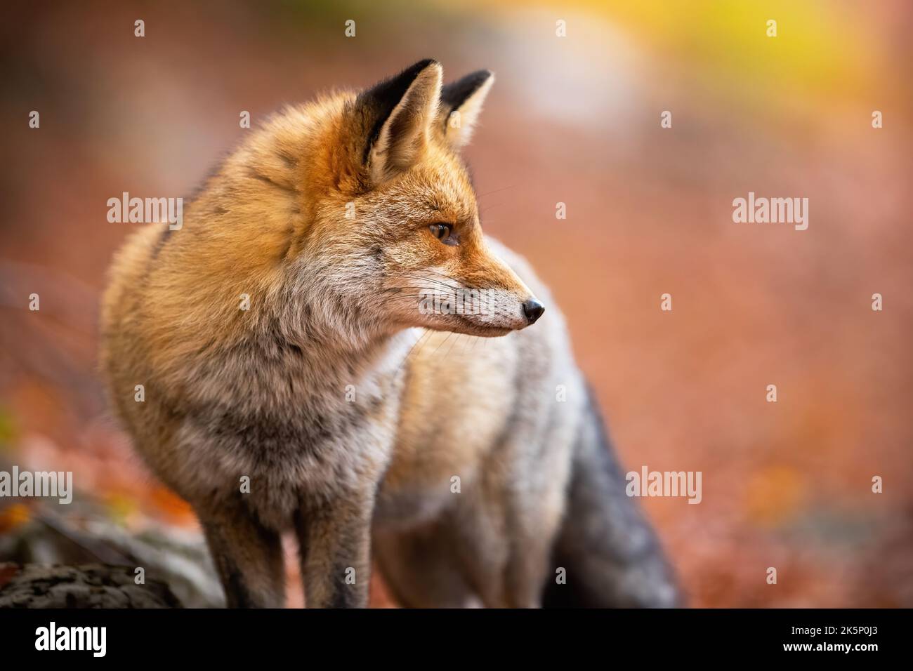 Fox leaf hi-res stock photography and images - Alamy