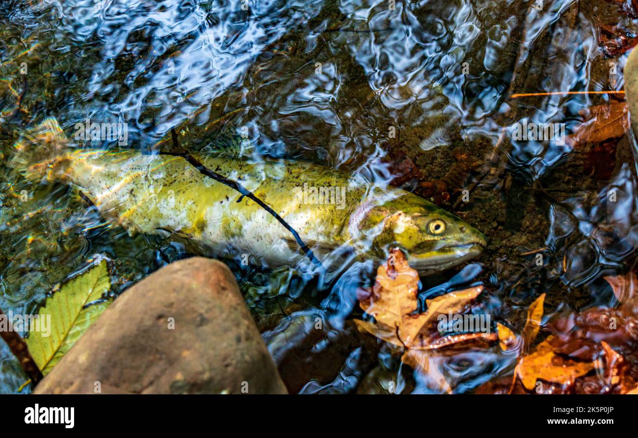 Dead salmon in shallow water hi-res stock photography and images - Alamy