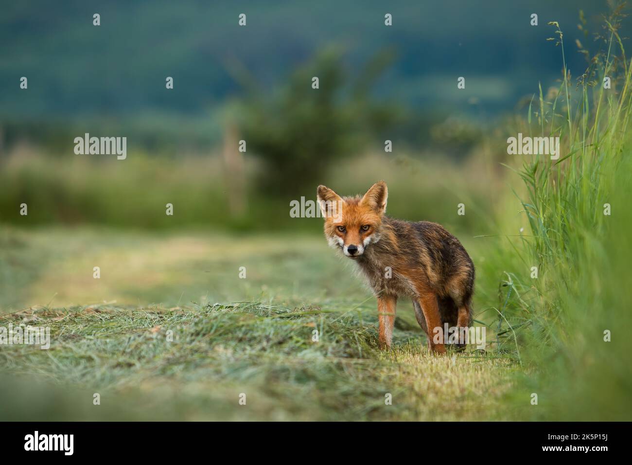 Red fox staring on mowed grass in summertime nature Stock Photo - Alamy