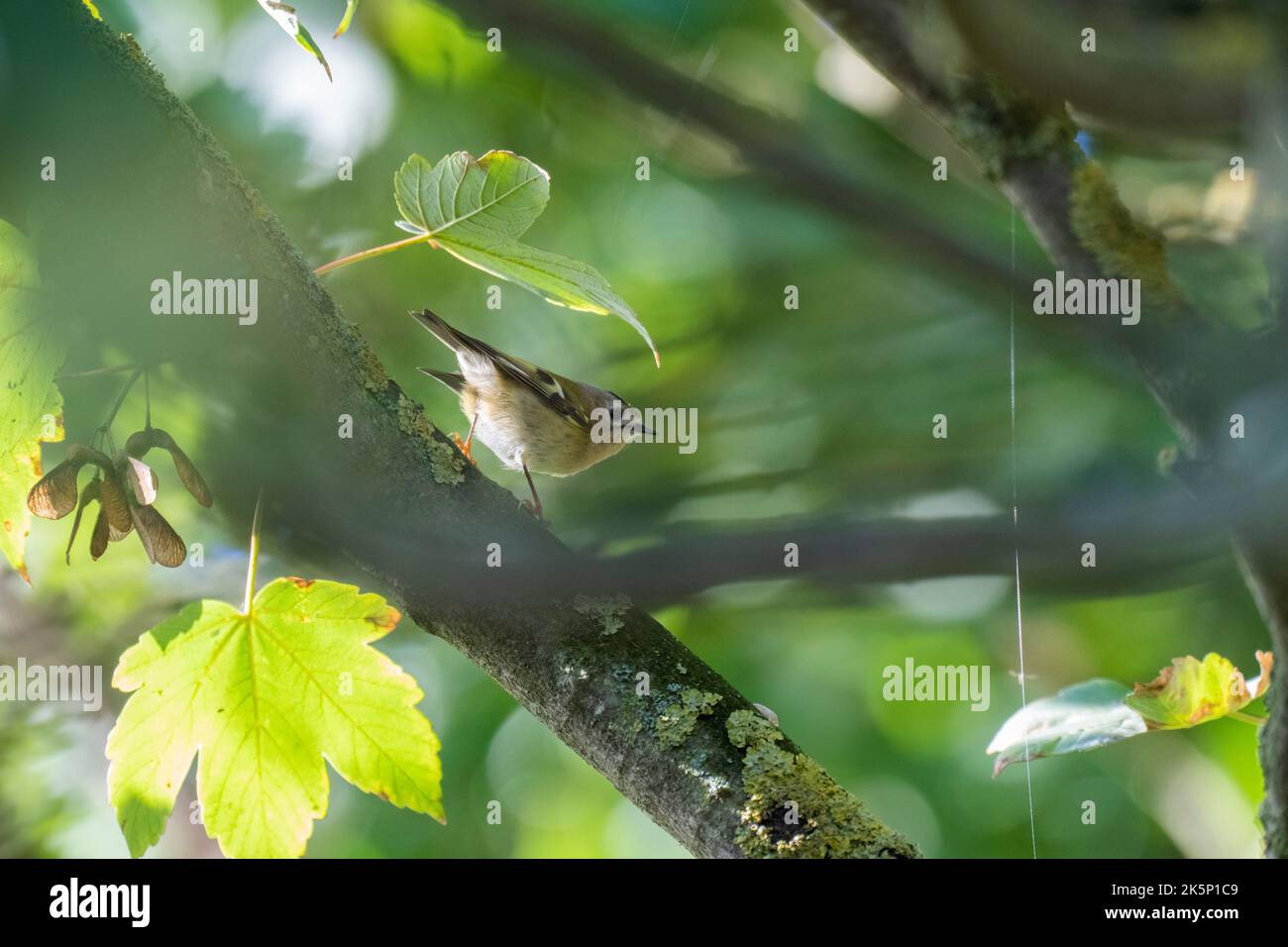 Gold crest searching for insects hi-res stock photography and images ...