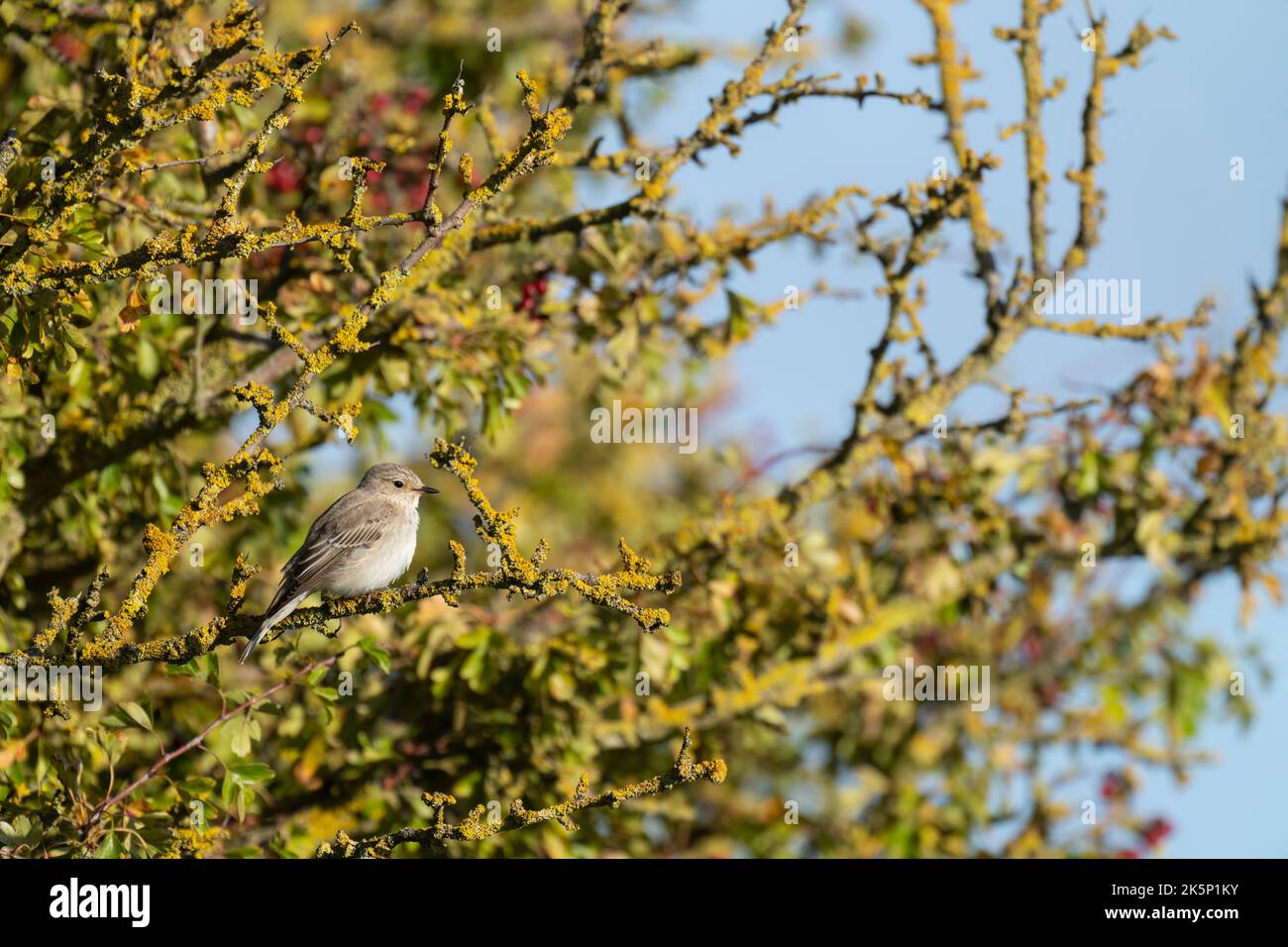 Adult birds on hi-res stock photography and images - Alamy