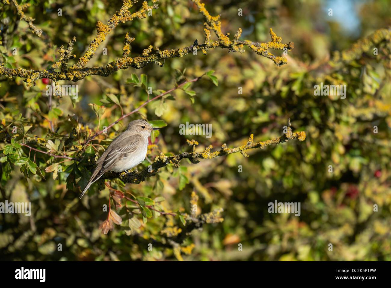Spotted flycatchers migration hi-res stock photography and images - Alamy