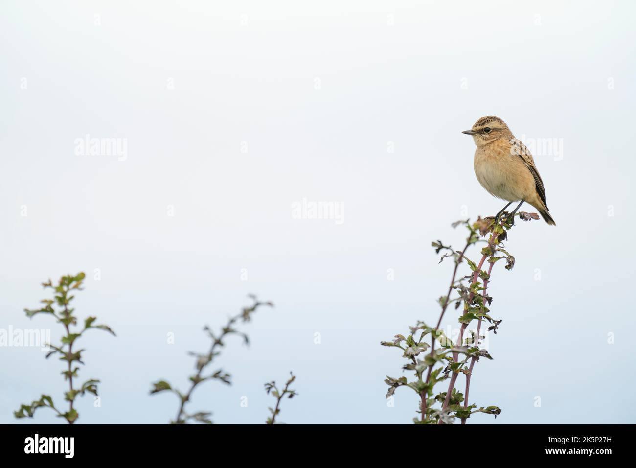 1st winter whinchat hi-res stock photography and images - Alamy