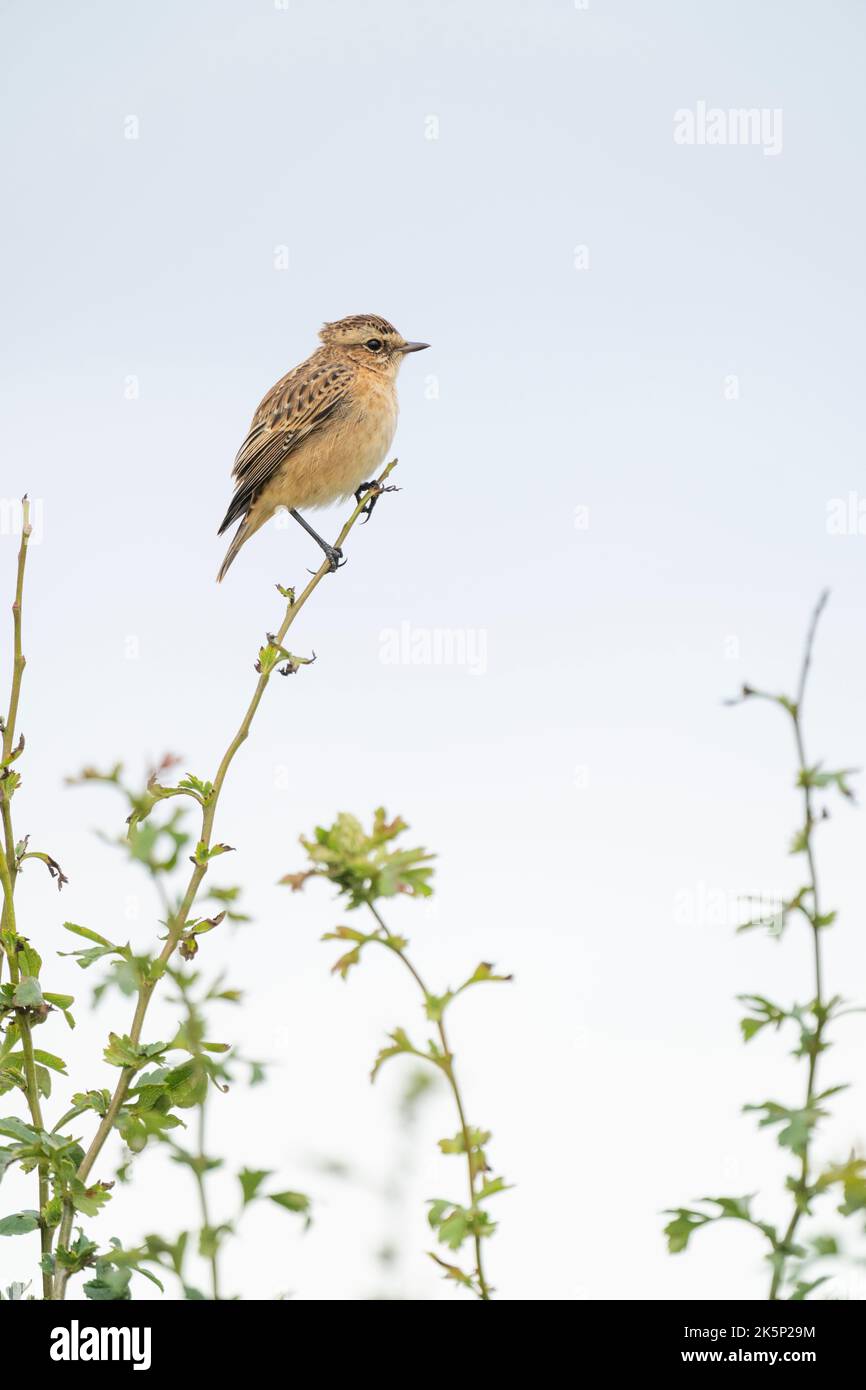 Juvenile whinchat hi-res stock photography and images - Alamy