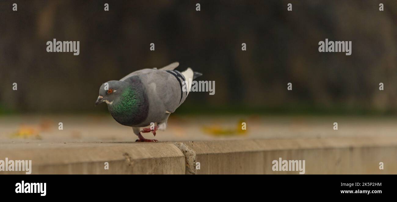 Pigeon bird on concrete stairs in Pilsen city centre in autumn dark day ...