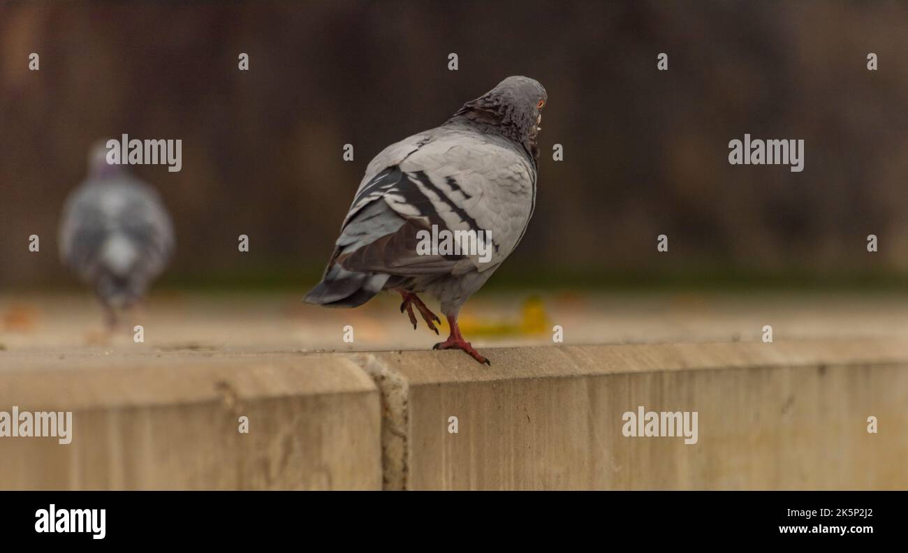 Pigeon bird on concrete stairs in Pilsen city centre in autumn dark day ...