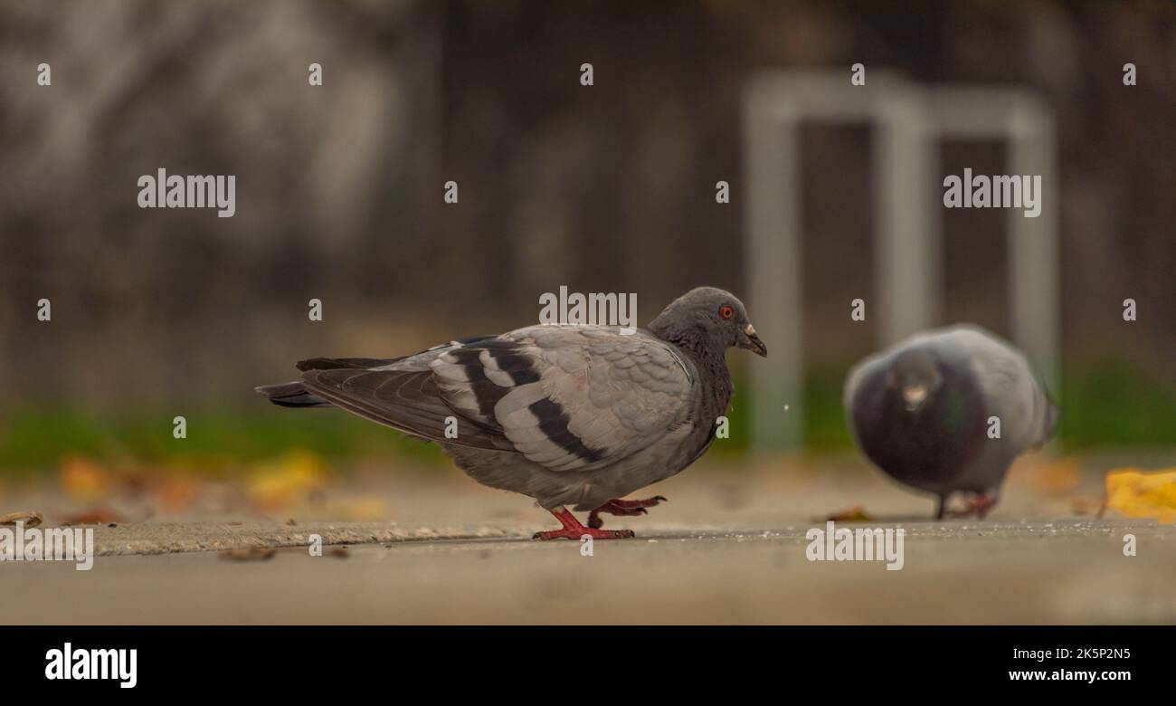 Pigeon bird on concrete stairs in Pilsen city centre in autumn dark day ...