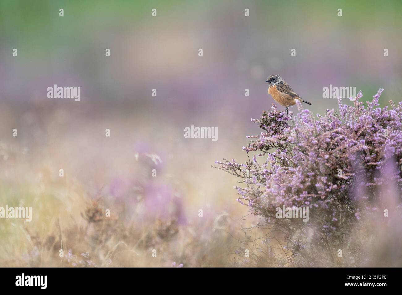 Stonechat Saxicola rubicola, an adult female bird in post-breeding ...