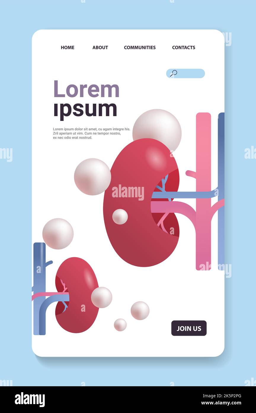 kidneys structure human internal organ anatomy healthcare medical concept renal system Stock ...