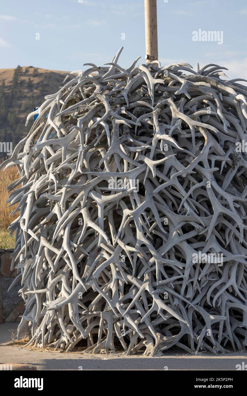 An impressive, large stack of bleached elk antlers on display at the ...