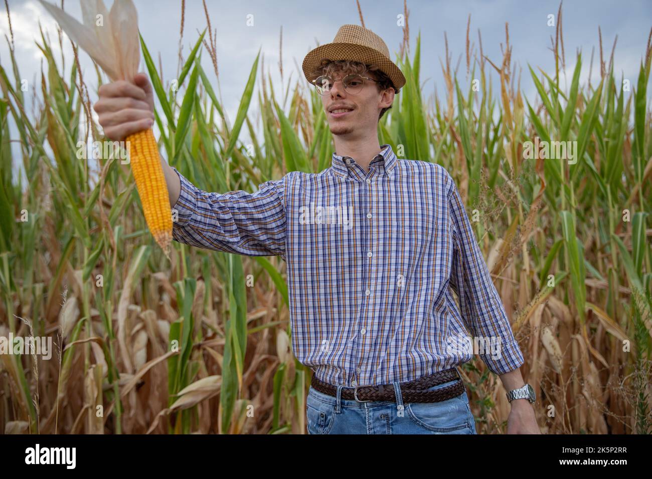 Young farmer by his corn field proudly displays a large harvested corn ...