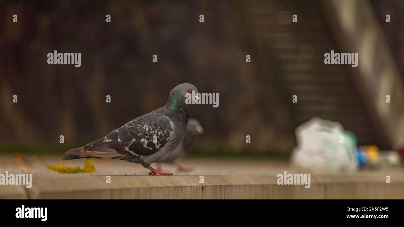 Pigeon bird on concrete stairs in Pilsen city centre in autumn dark day ...