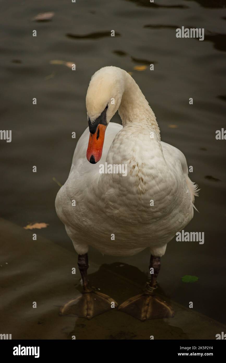 Swan bird on Radbuza river in Pilsen city in autumn dark fresh day ...