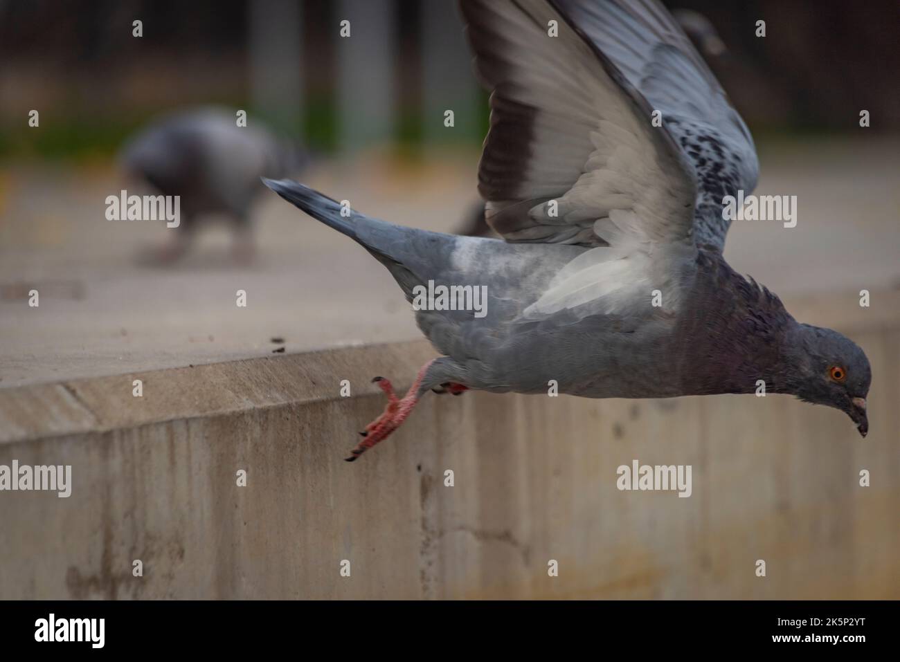 Pigeon bird on concrete stairs in Pilsen city centre in autumn dark day ...
